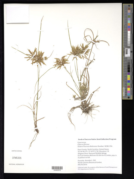Cyperus filicinus Vahl [family CYPERACEAE] on JSTOR