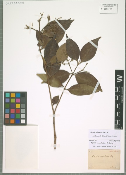 Syntype of Myrcia cucullata O. Berg [family MYRTACEAE] on JSTOR
